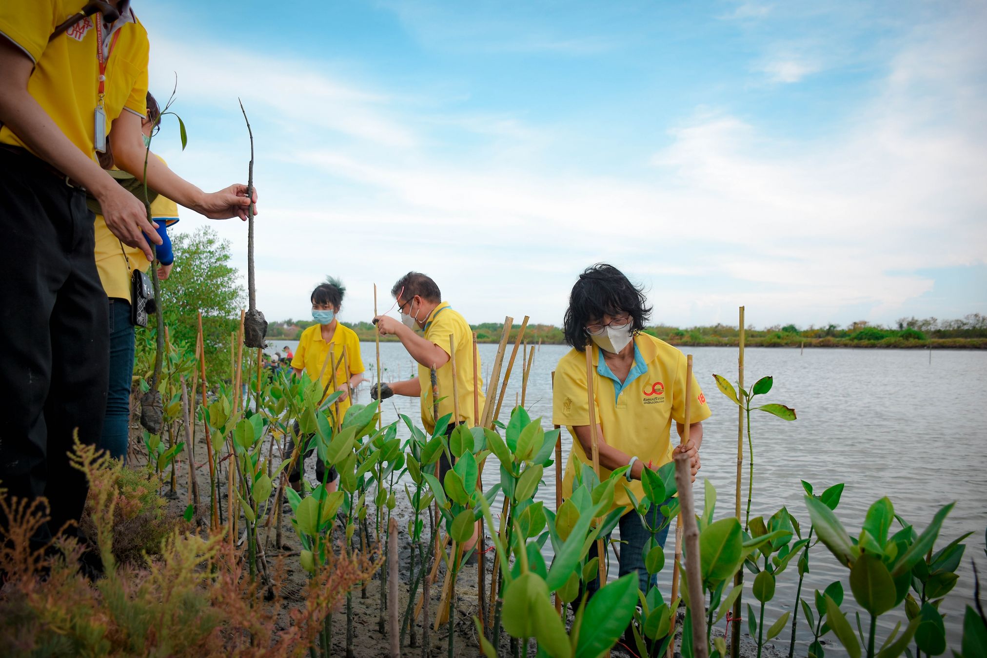KMUTT Organizing mangrove planting activities in honor of His Majesty ...