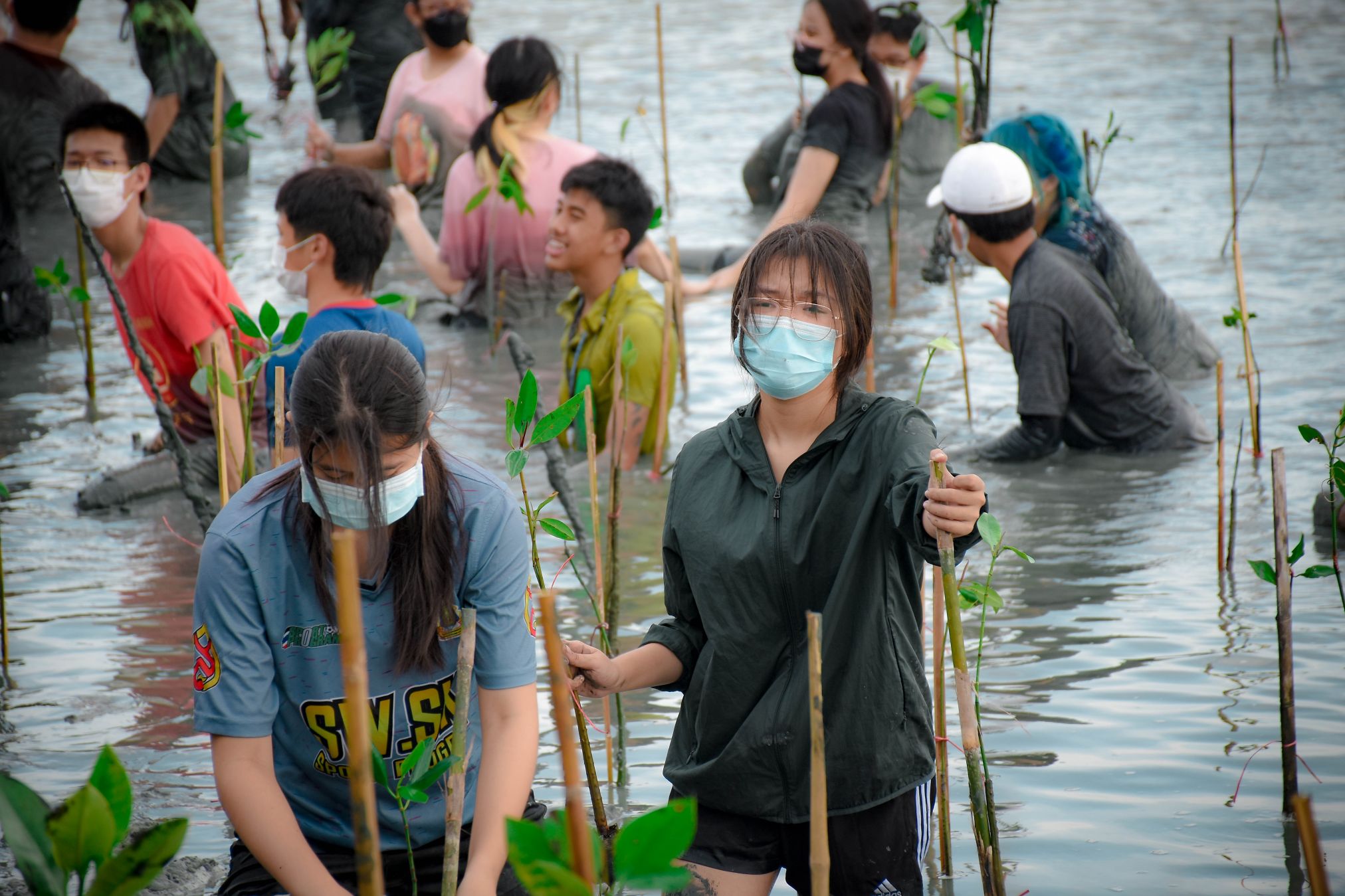 KMUTT Organizing mangrove planting activities in honor of His Majesty ...