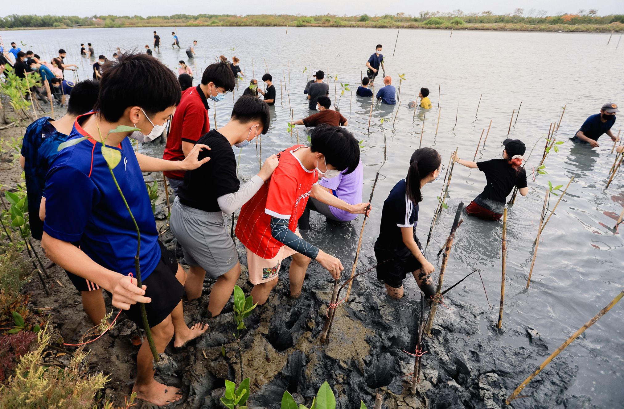 KMUTT Organizing mangrove planting activities in honor of His Majesty ...